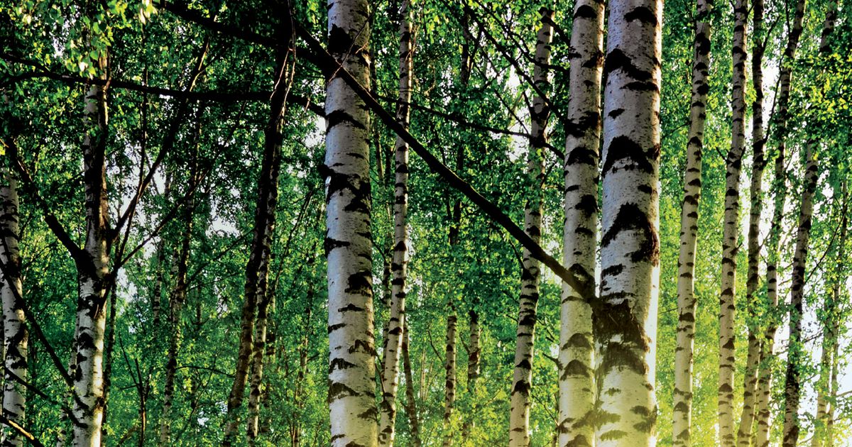 Gozdni sadeži in njihovi prebivalci – balzam za naše telo in dušo ...