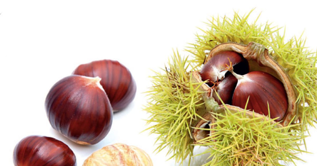 Domači kostanj, najbolj priljubljena jesenska jed - Prehrana - Aktivni.si