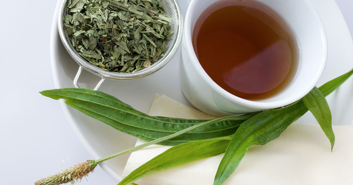 Ozkolistni trpotec – zdravilna zel, ki blaži dražeč kašelj in zdravi ...