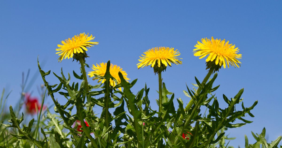 Ločite regratov med od regratovega sirupa? - Zdrava prehrana - Aktivni.si