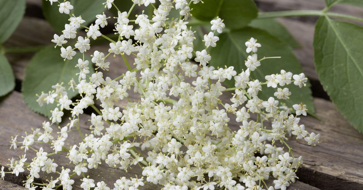 Bezeg: Slastne jedi in napitki, ki jih lahko pripravite iz bezga ...