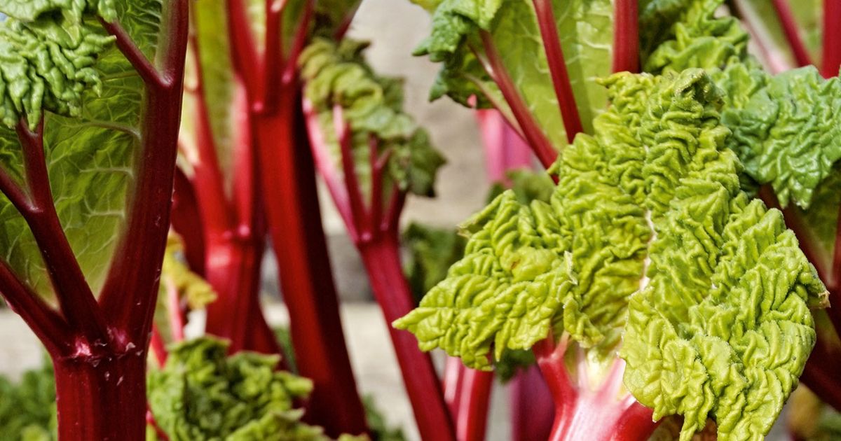 Jesenska rabarbara: Iz nje lahko tudi oktobra pripravite okusne jedi ...