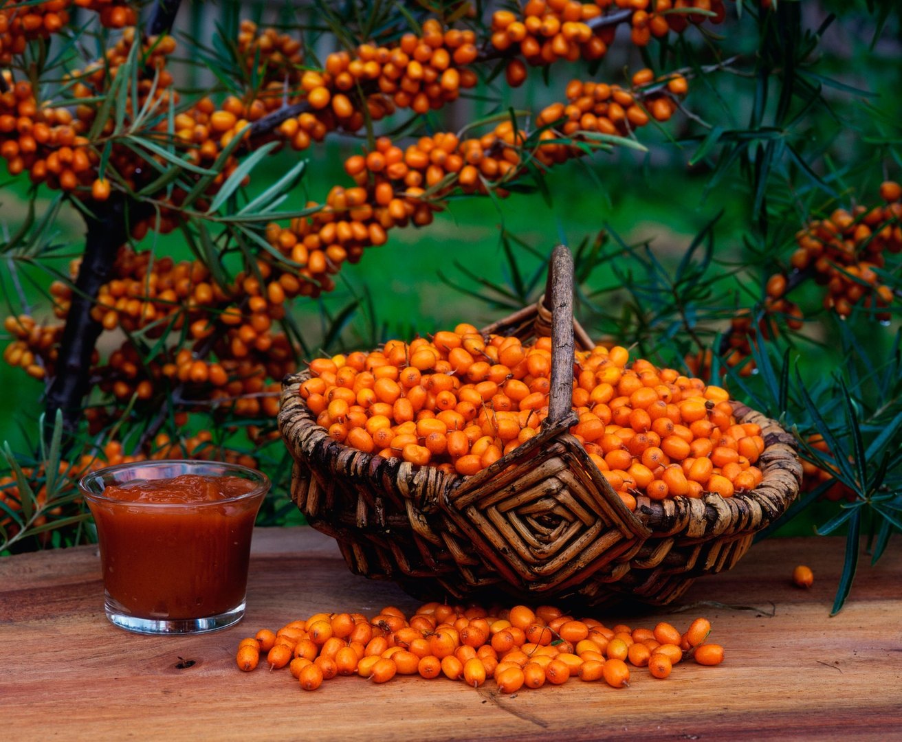 Recepti iz zdravilnega rakitovca - Aktivni.si