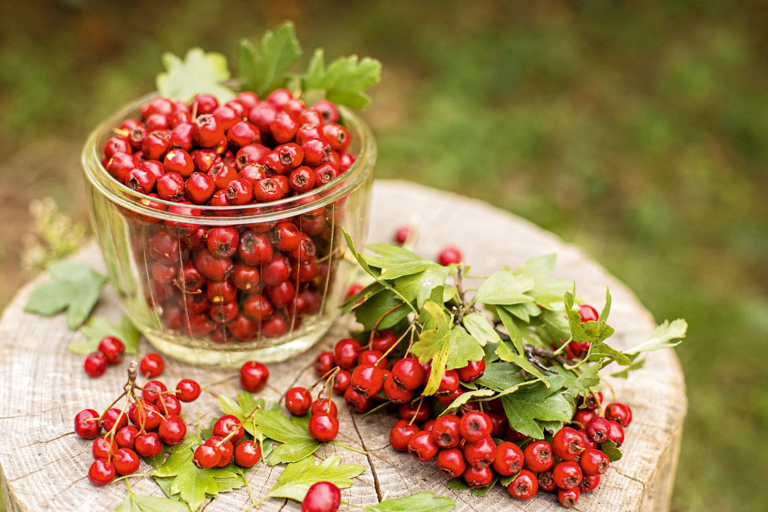 Glog - dragoceno zdravilo za srce in številne druge zdravstvene težave ...