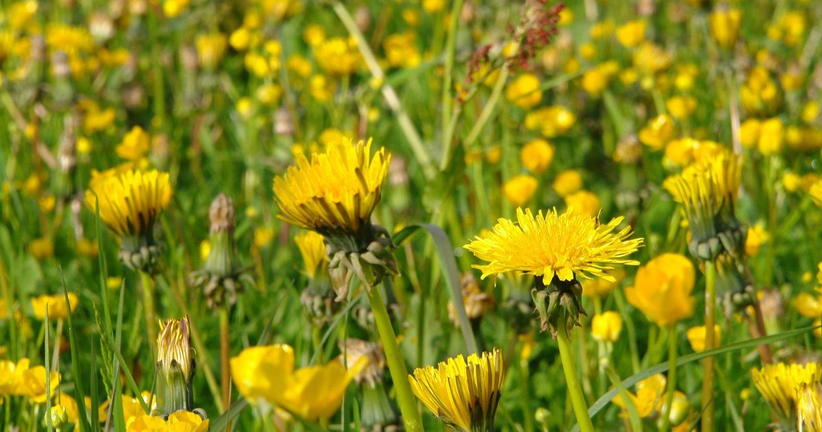 Regrat – obvezna sestavina v kuhinji in domači lekarni - Aktivni.si