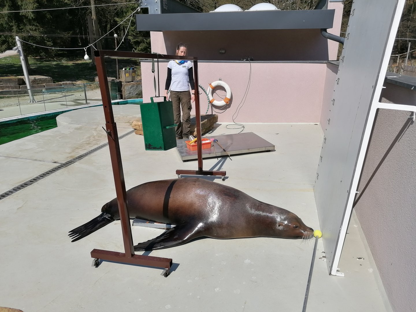 Zakaj ''hodijo v šolo'' tudi živali? Največja učenka - slonica Ganga ...