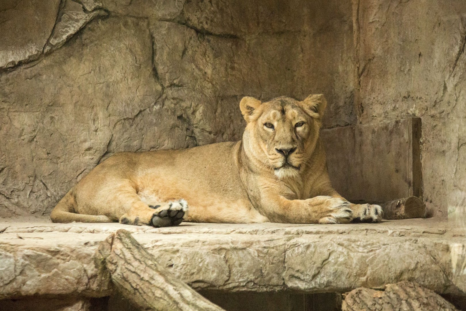 Ljubljanski ZOO ta vikend vabi na dogodivščine ob SVETOVNEM DNEVU LEVOV ...