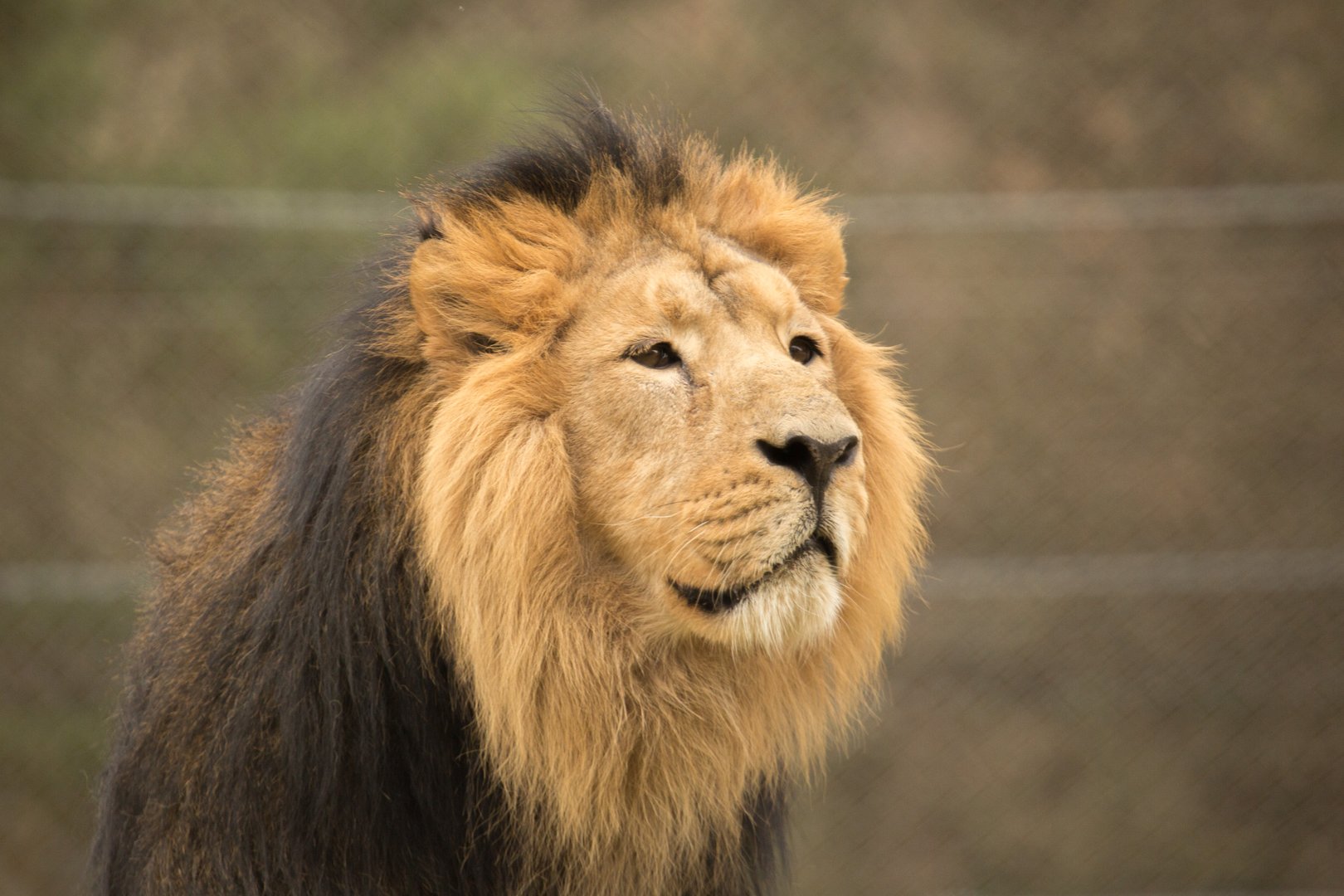 Ljubljanski ZOO ta vikend vabi na dogodivščine ob SVETOVNEM DNEVU LEVOV ...