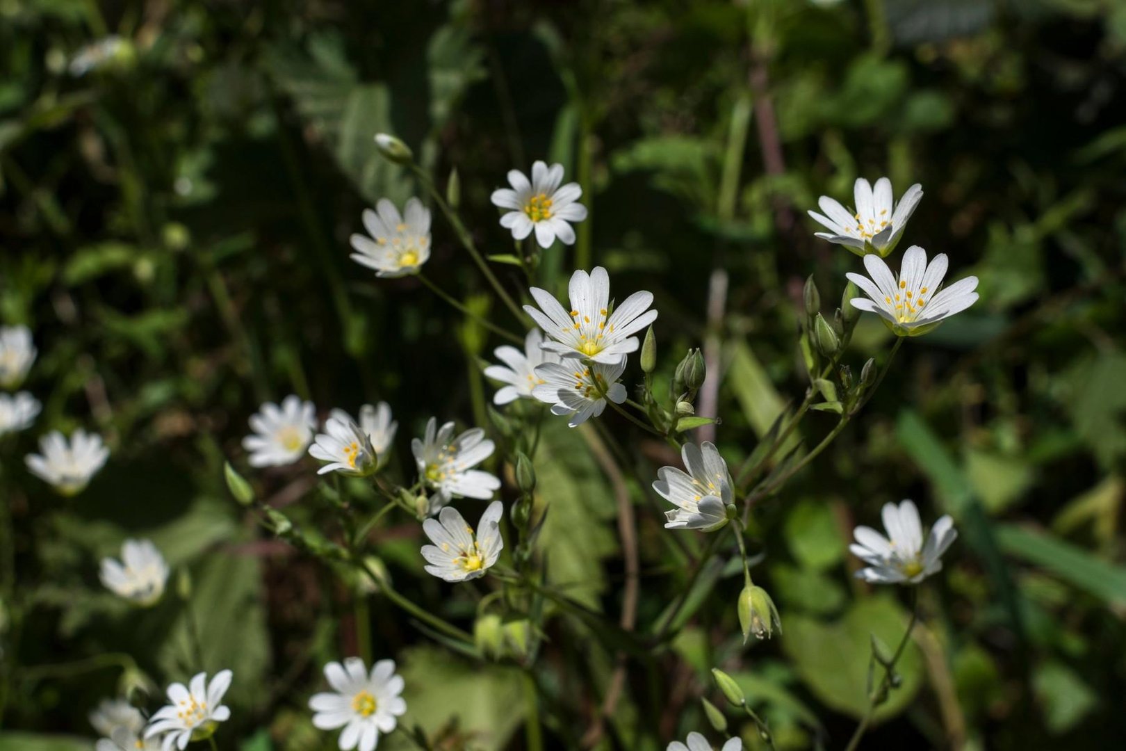 V vaši solati ne sme manjkati ta sestavina: lajša vnetja, pomaga pri ...