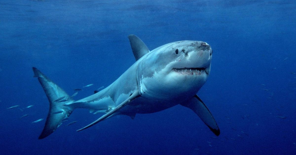 Razkrivamo vse lokacije, kjer so letos opazili nevarne morske pse ...