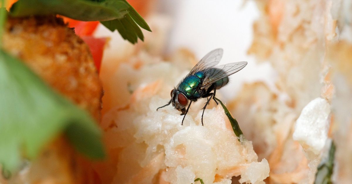 Ali je varno zaužiti hrano, na katero je priletela muha? - Aktivni.si