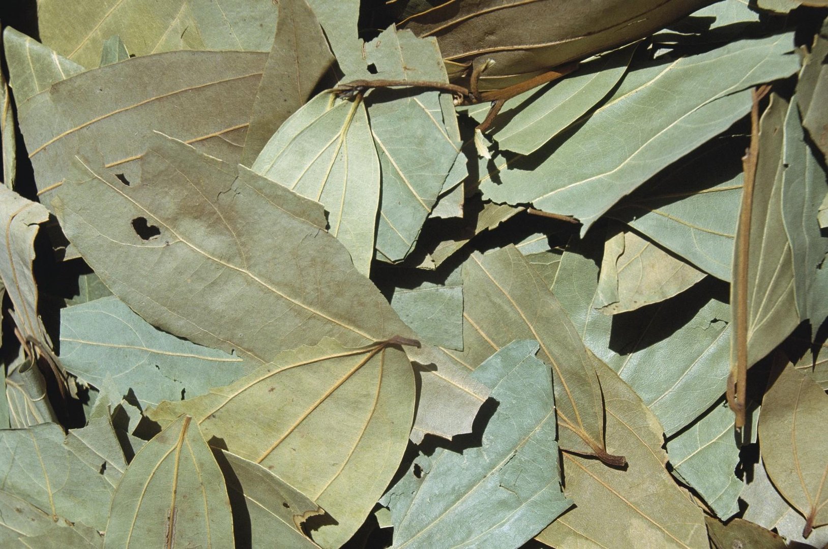 Lovorjev list: Resnica, ki jo morate vedeti o tej priljubljeni začimbi ...