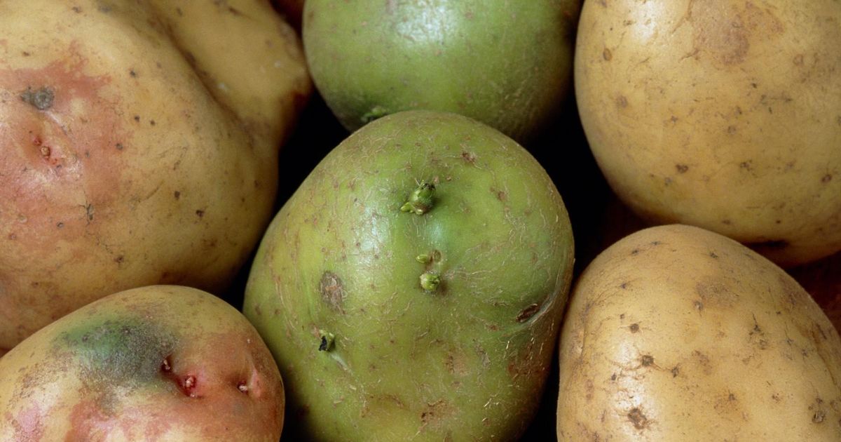 Zakaj pravijo, da lahko uživamo zelen krompir, če pa je resnica taka ...