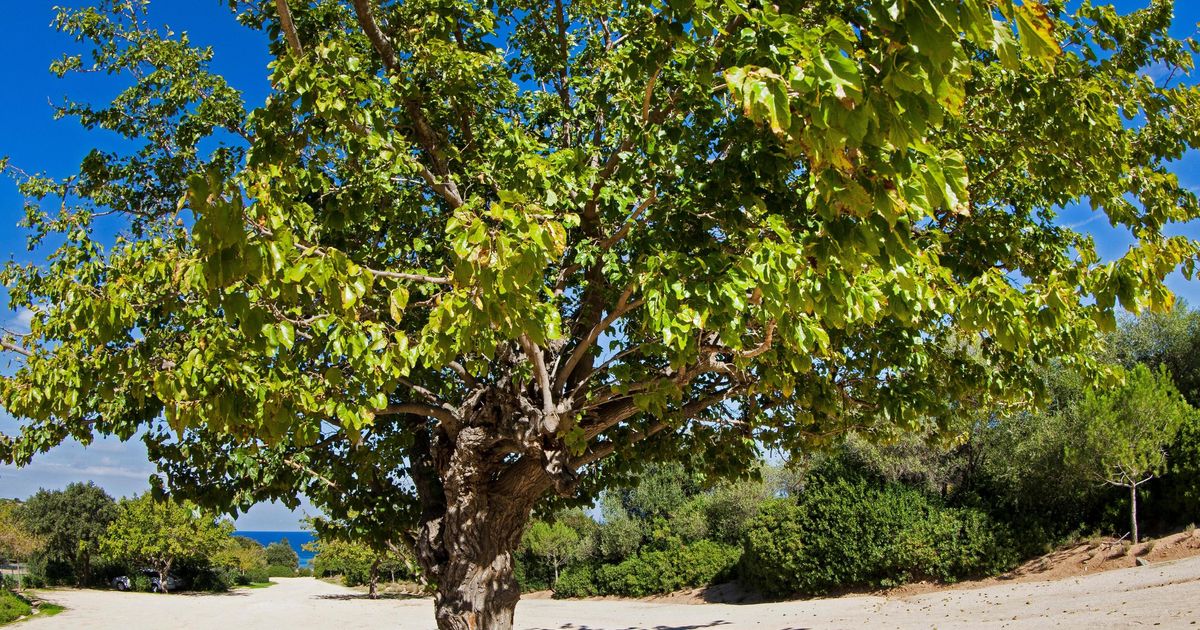 Drevo, ki izumira, a je izjemno zdravilno: že naše babice so njegove ...