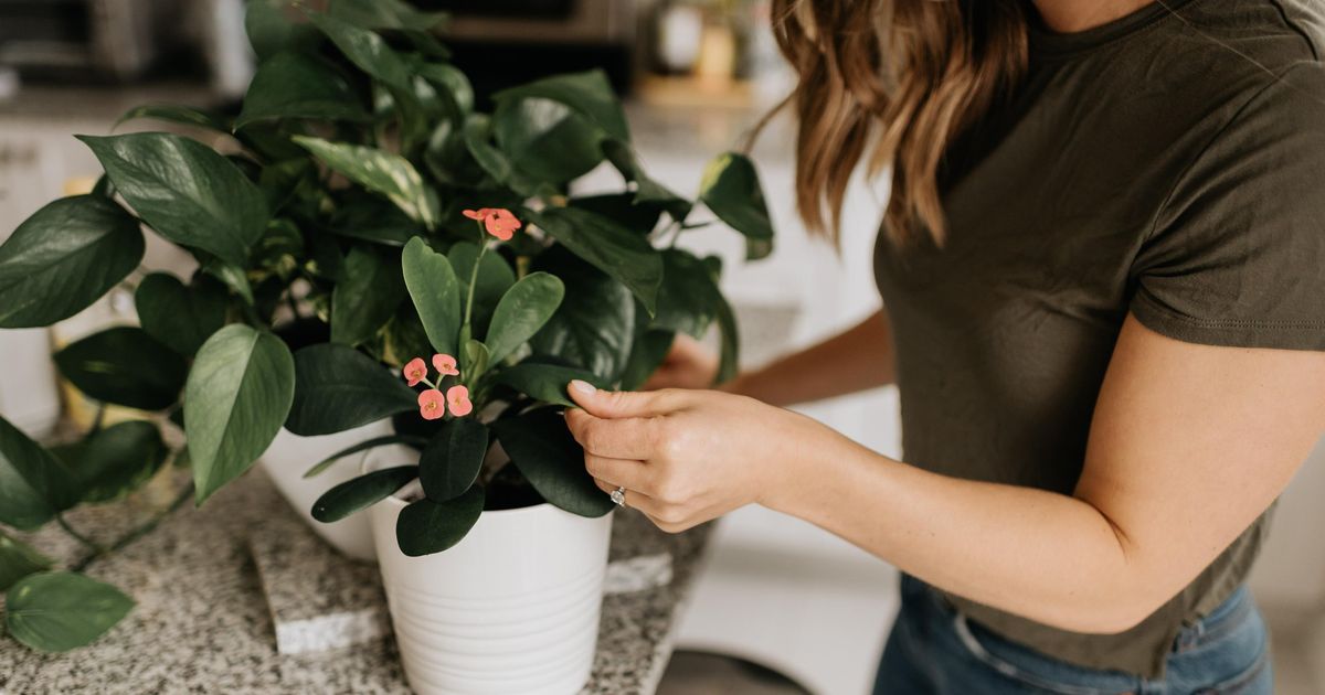 Jih že imate doma? To so rastline, ki po feng šuju prinašajo srečo in ...