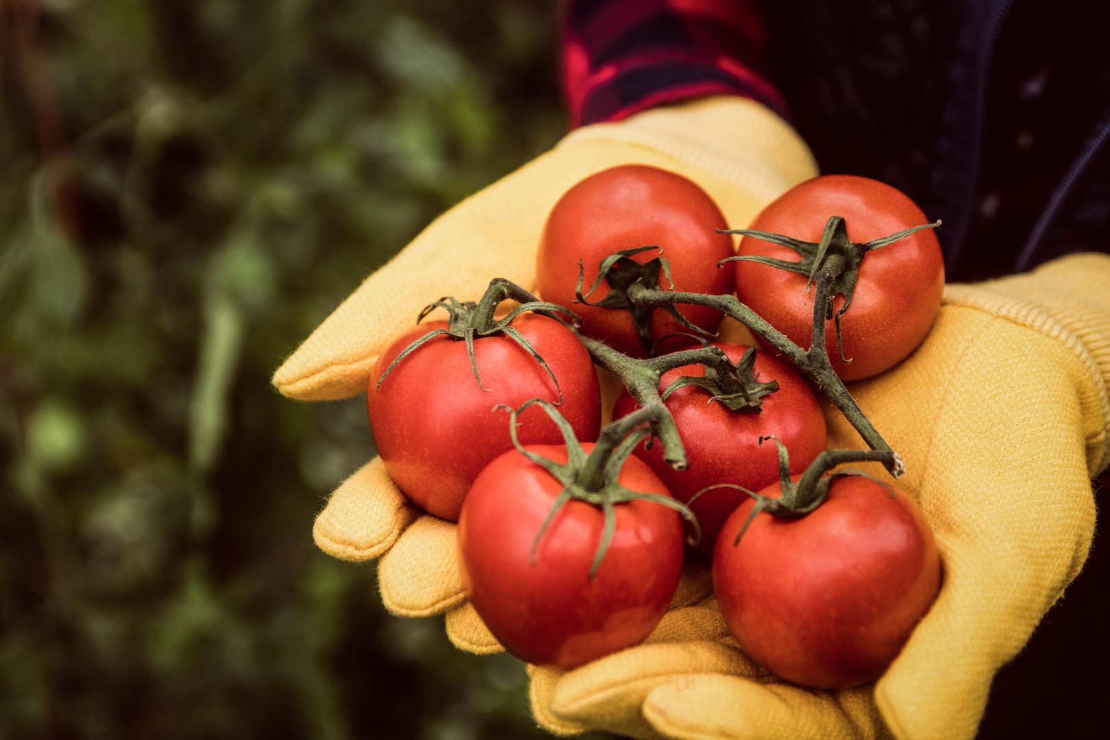 "Slabi sosedje" paradižnika: med sajenjem v bližino nikoli ne posadite ...