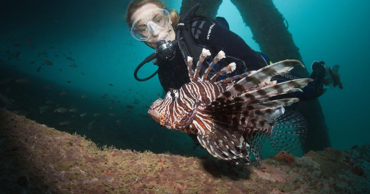 Pozor! Strupeno ribo so opazili na več hrvaških lokacijah - Aktivni.si