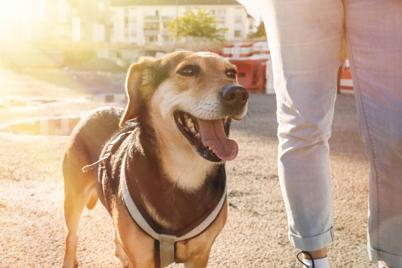 Zakaj vam pes voha mednožje? Veterinarji imajo razlago za to nenavadno ...