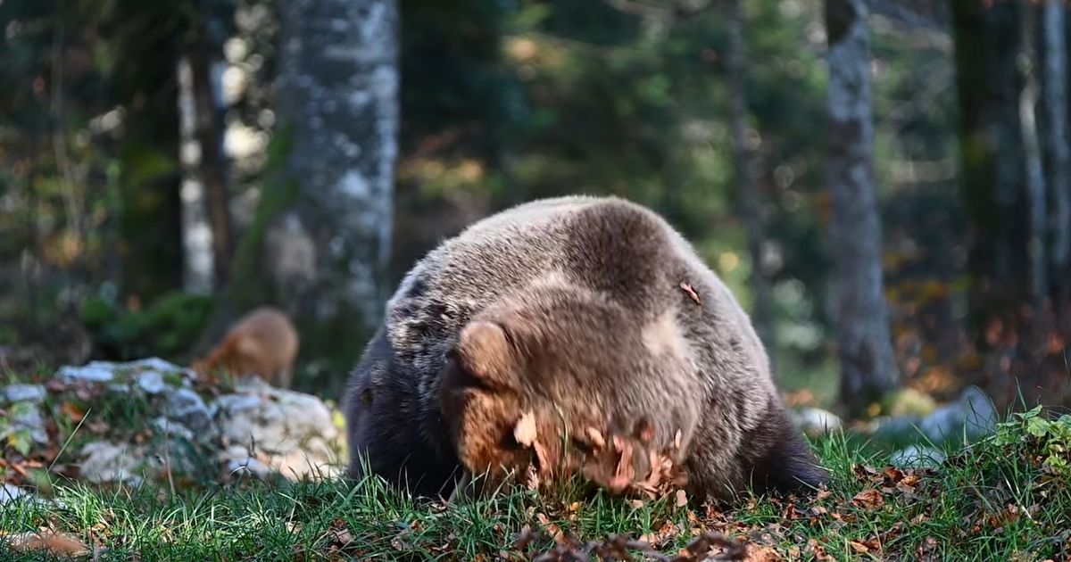 Vsi so strmeli v mogočnega medveda: le redki opazili, kaj se skriva v ...