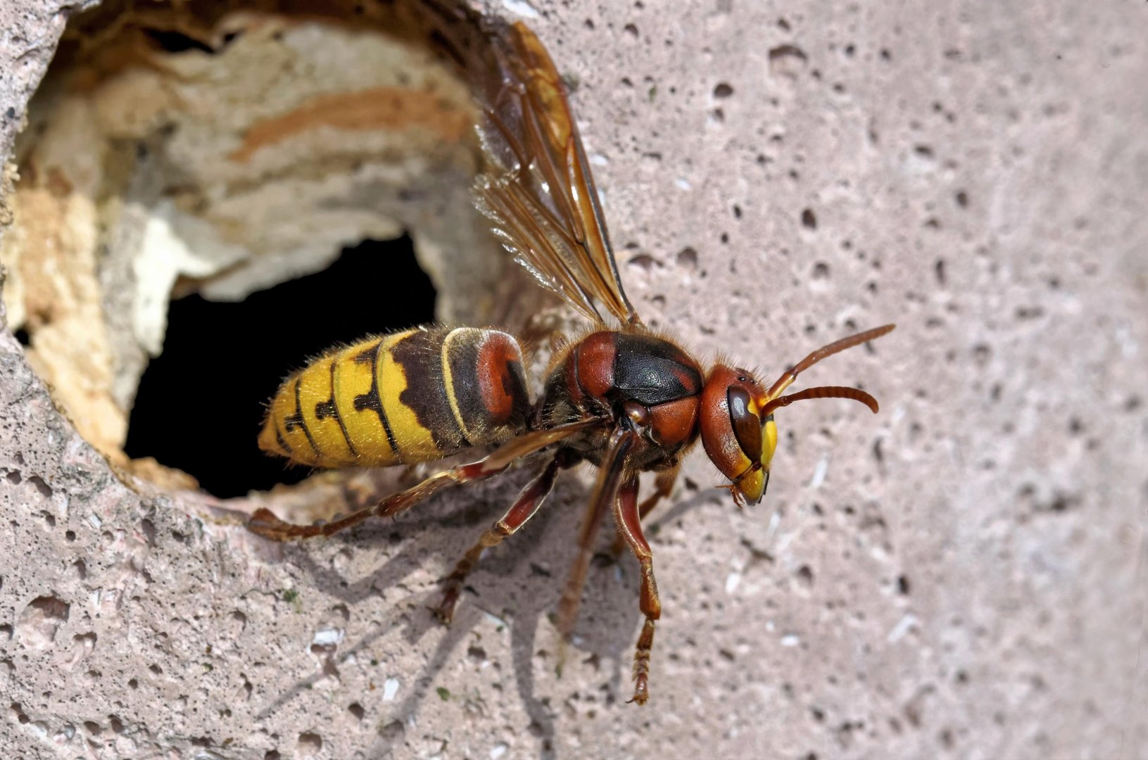 Pik sršena je lahko smrtonosen: če ga srečate, nikar ne počnite teh ...