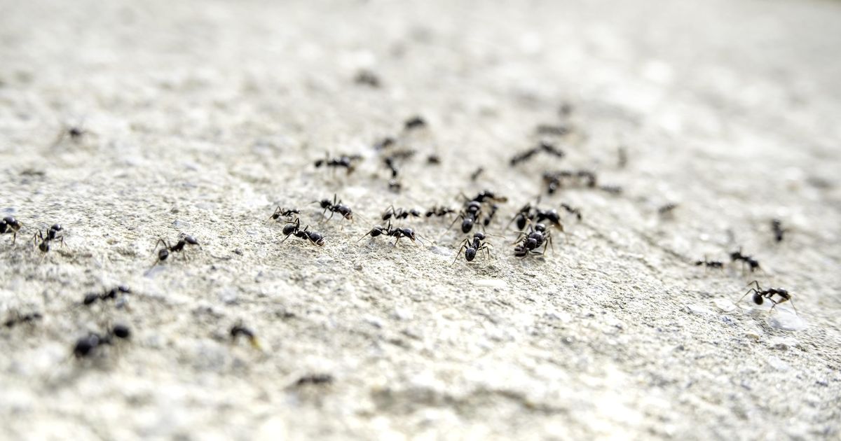 Kako se hitro in učinkovito znebiti mravelj? Pomagajte si z naravnim ...